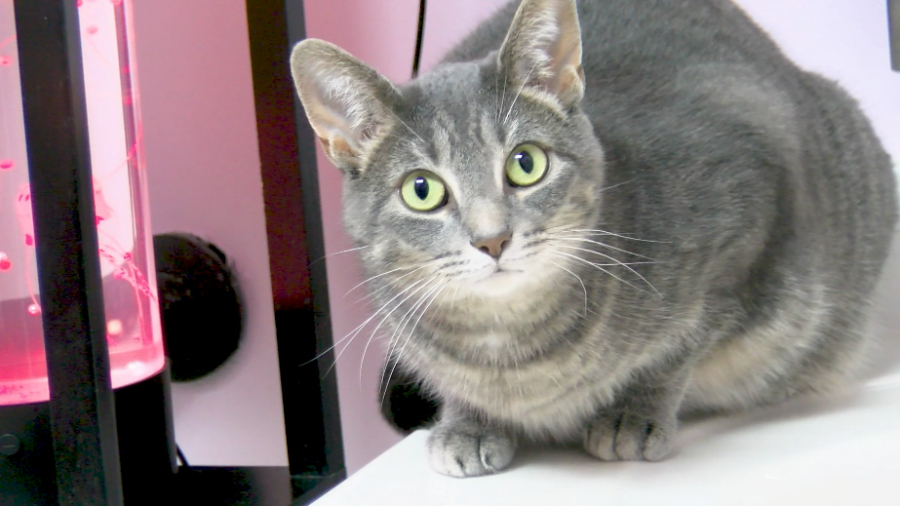 Meet Misty - The Dalton Garage Door Service Pet of the Week