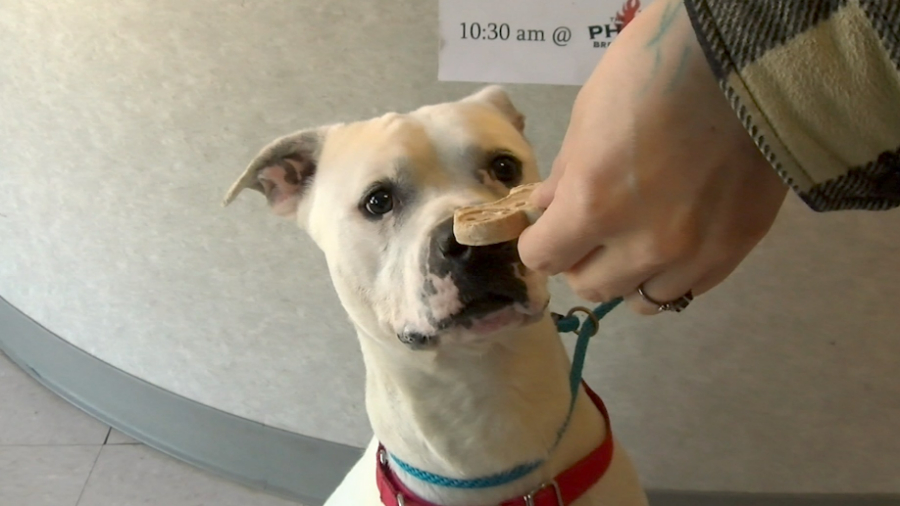 Meet Hank - The Dalton Garage Door Service Pet of the Week
